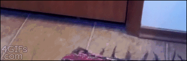 The week in GIFs: Cat edition | Grist