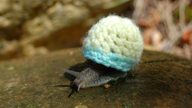 Snails wearing sweaters might just be the best thing ever | Grist