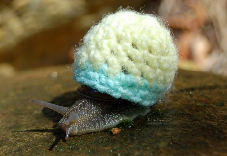 Snails wearing sweaters might just be the best thing ever | Grist