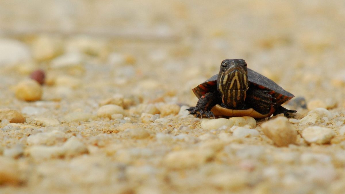 Edible six-pack rings are a brilliant answer to plastic pollution | Grist