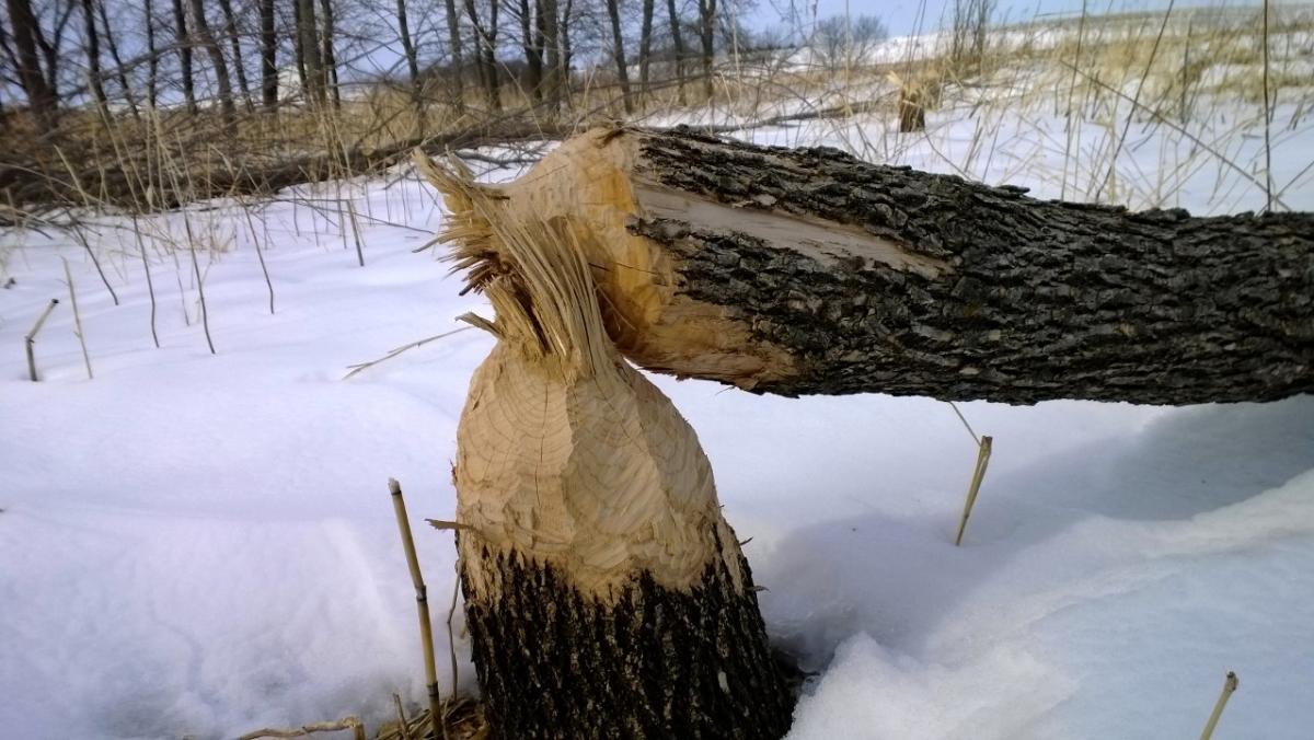 Un till: An Iowa farmer finds that less (plow) is more (profit) | Grist