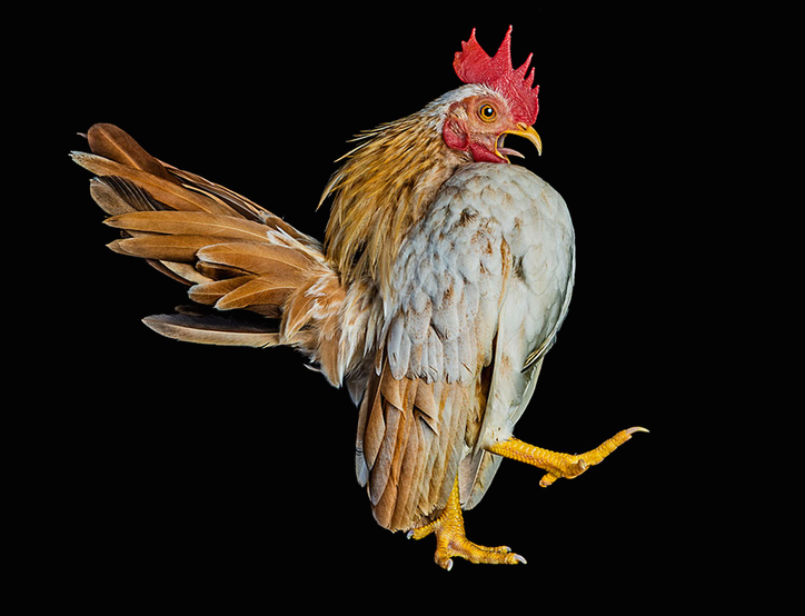 These beauty pageant contestants are chickens | Grist