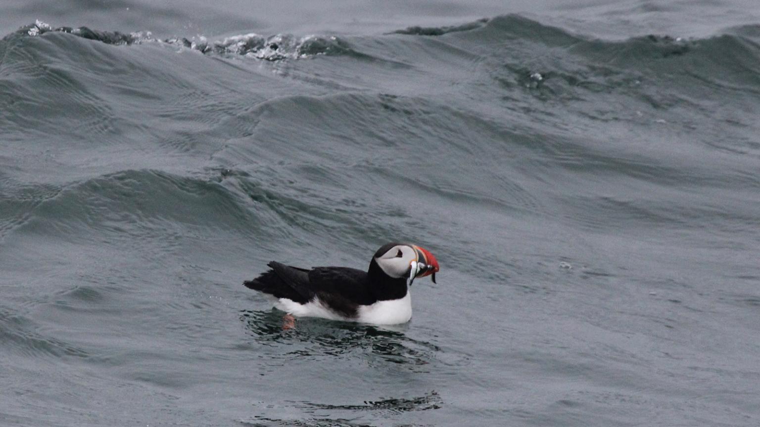 Something is seriously wrong on the East Coast -- and it's killing all ...