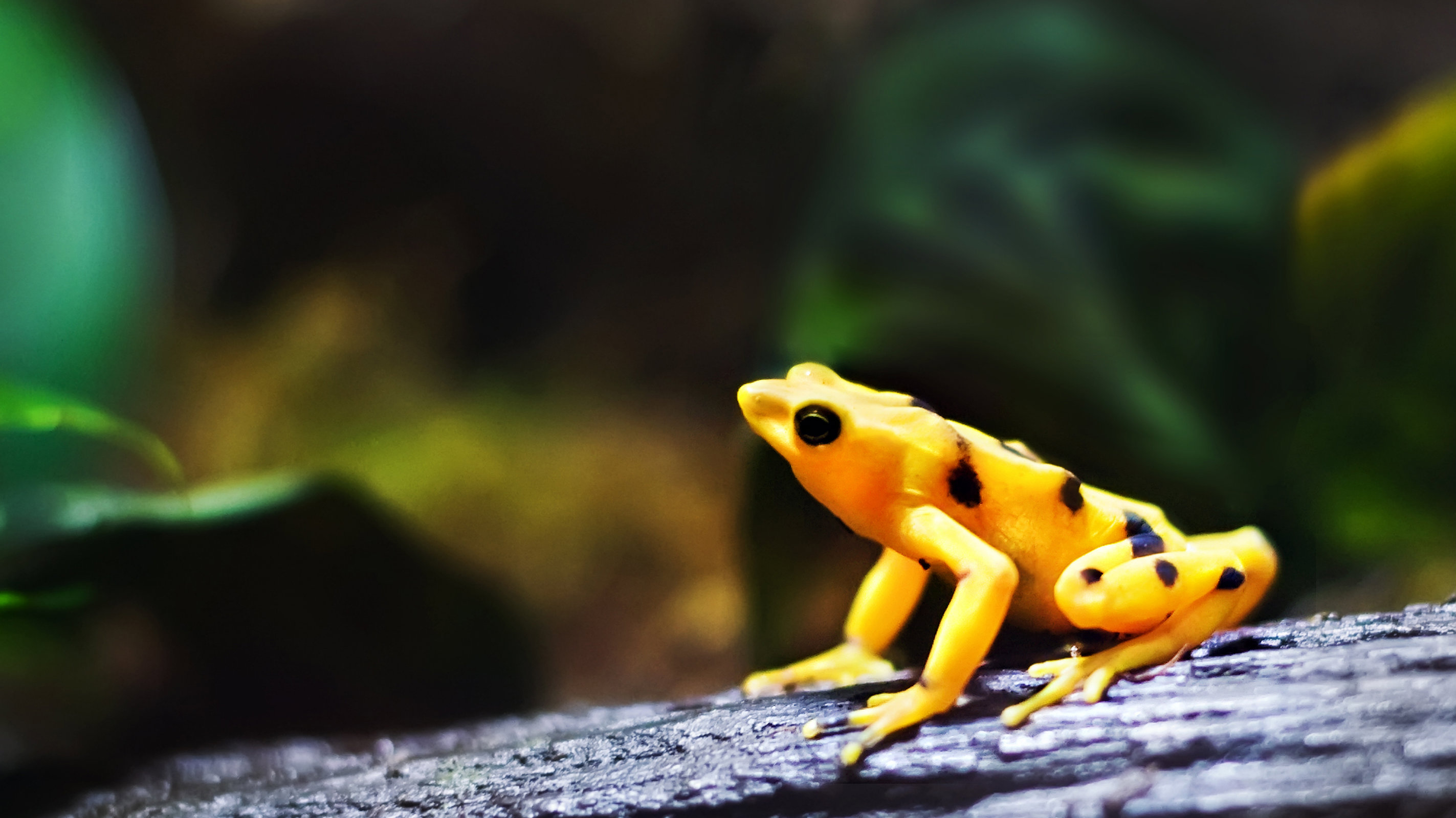 Can hungry microbes save the world's imperiled frogs? | Grist