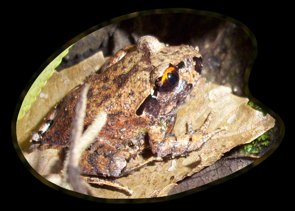 Can hungry microbes save the world's imperiled frogs? | Grist