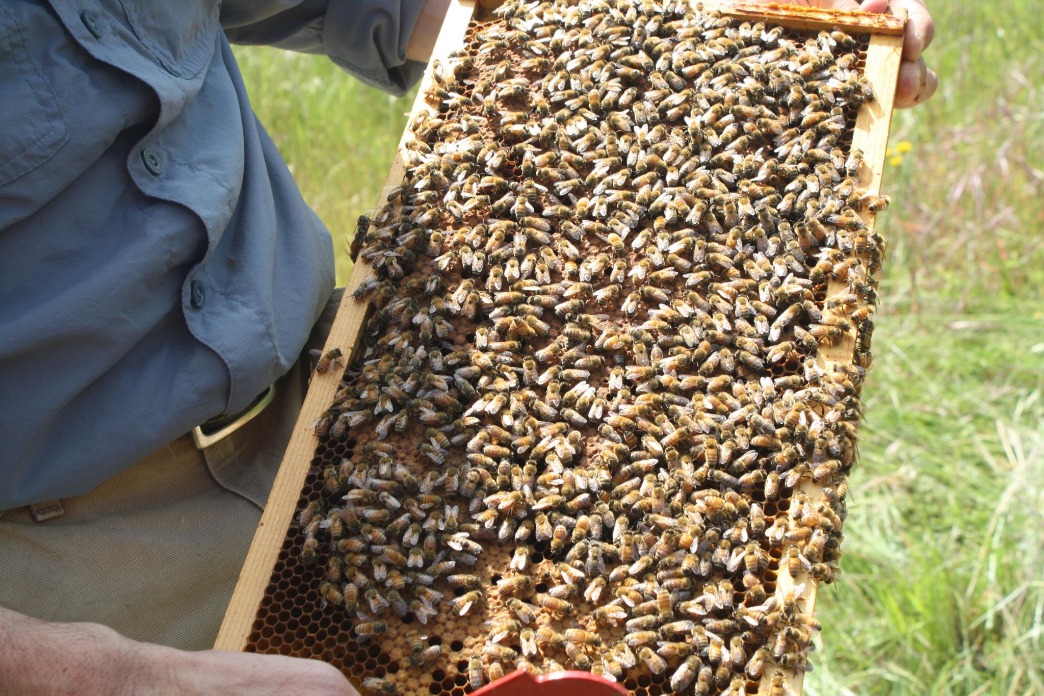 Beekeepers are breeding a race of superbees at the Seattle airport | Grist