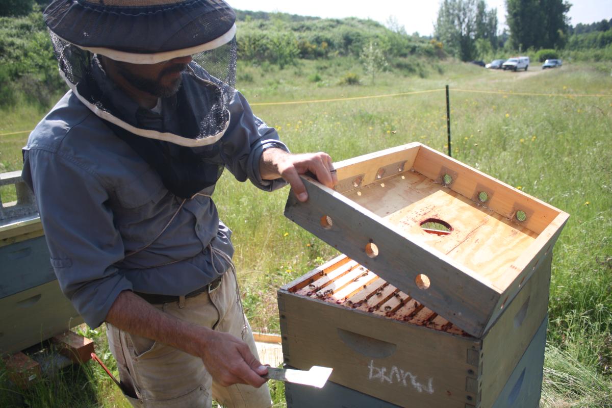 Beekeepers are breeding a race of superbees at the Seattle airport | Grist