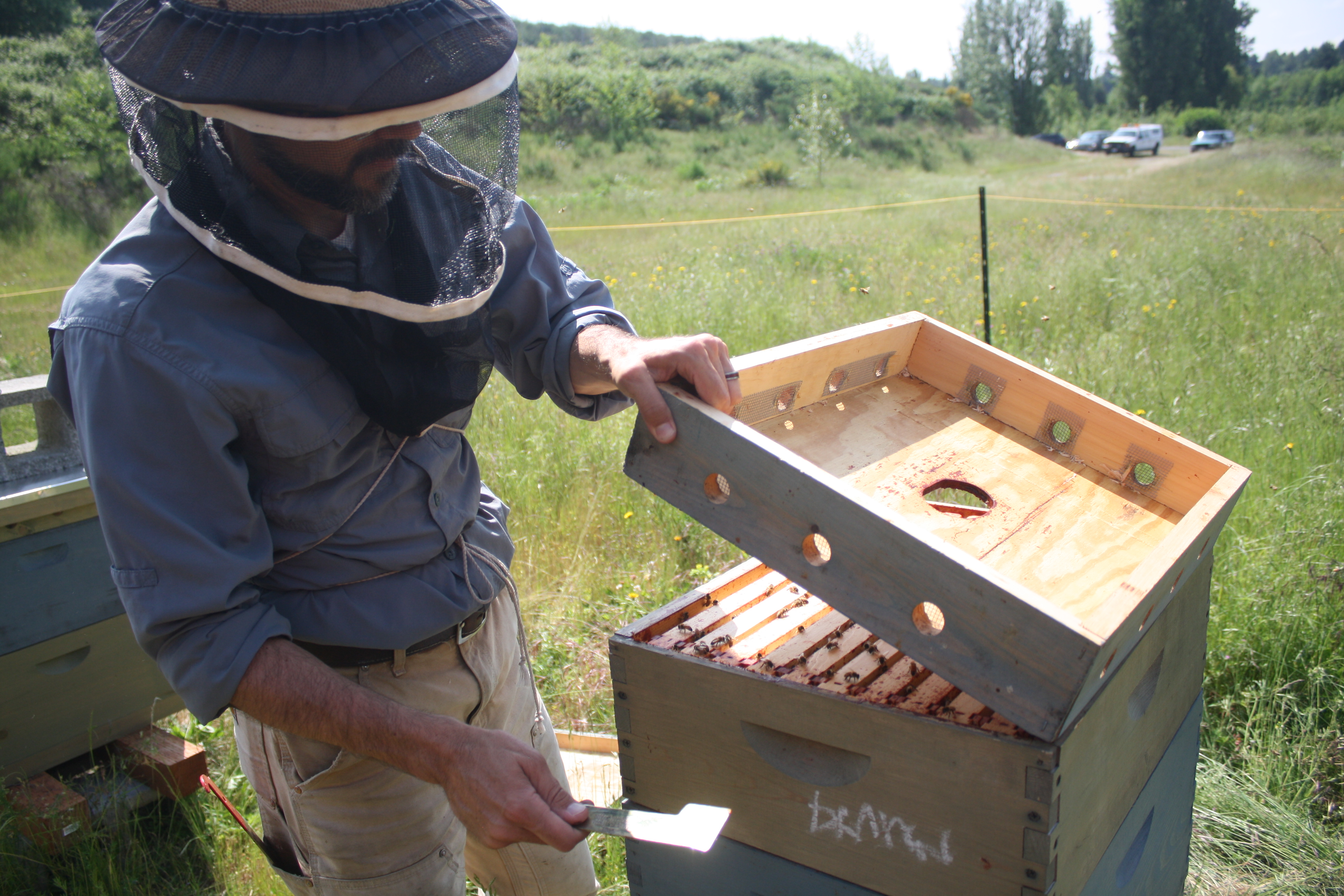 Beekeepers are breeding a race of superbees at the Seattle airport | Grist