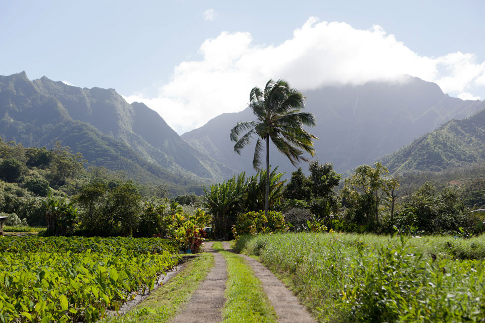Could small, biodiverse farms help Hawaii grow enough food to feed ...