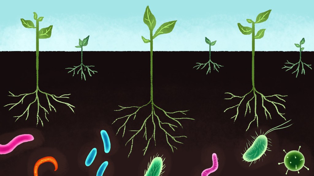 The secret to richer, carbon-capturing soil? Treat your microbes well
