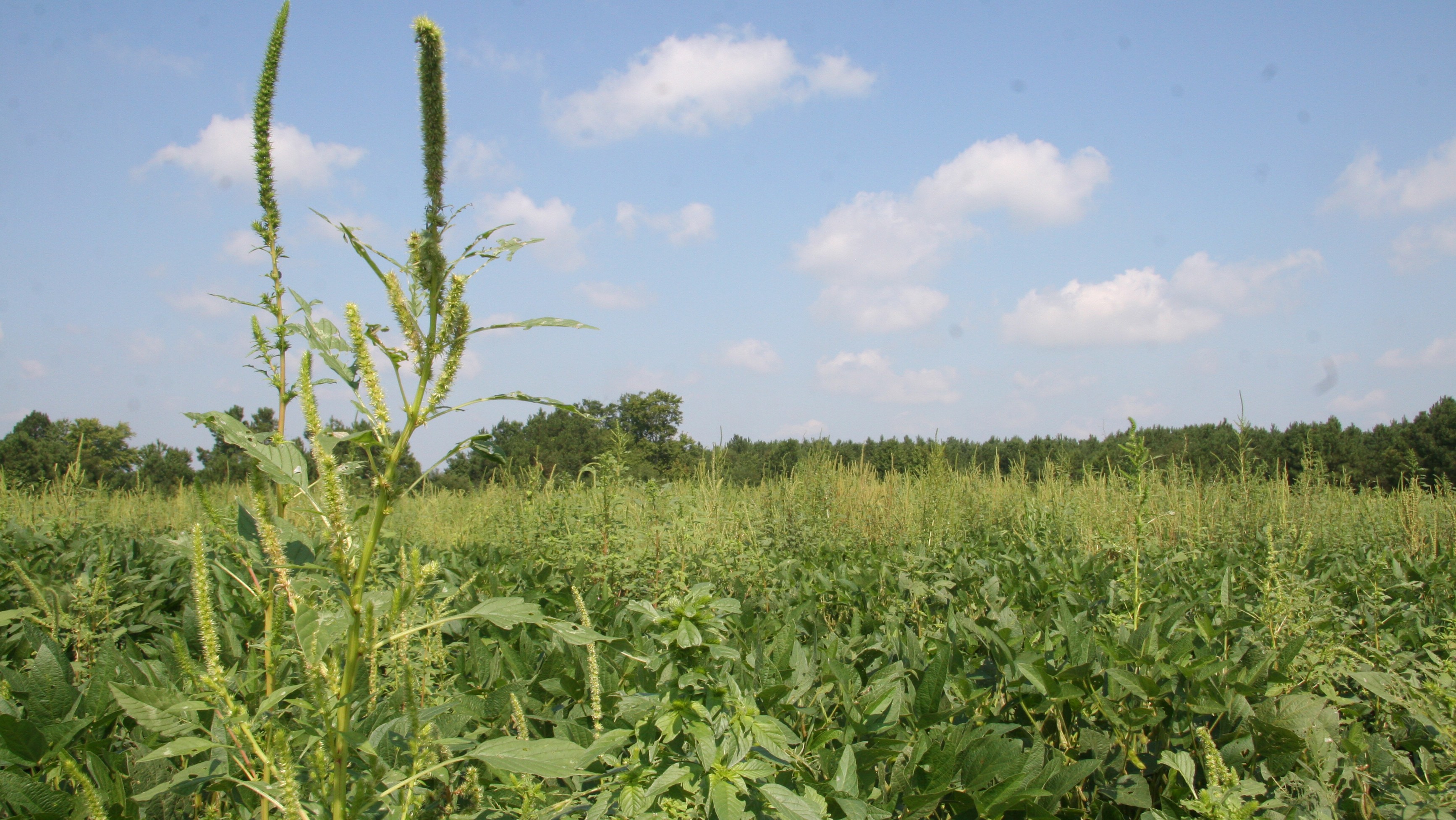 How we can fight back against herbicide-resistant superweeds | Grist
