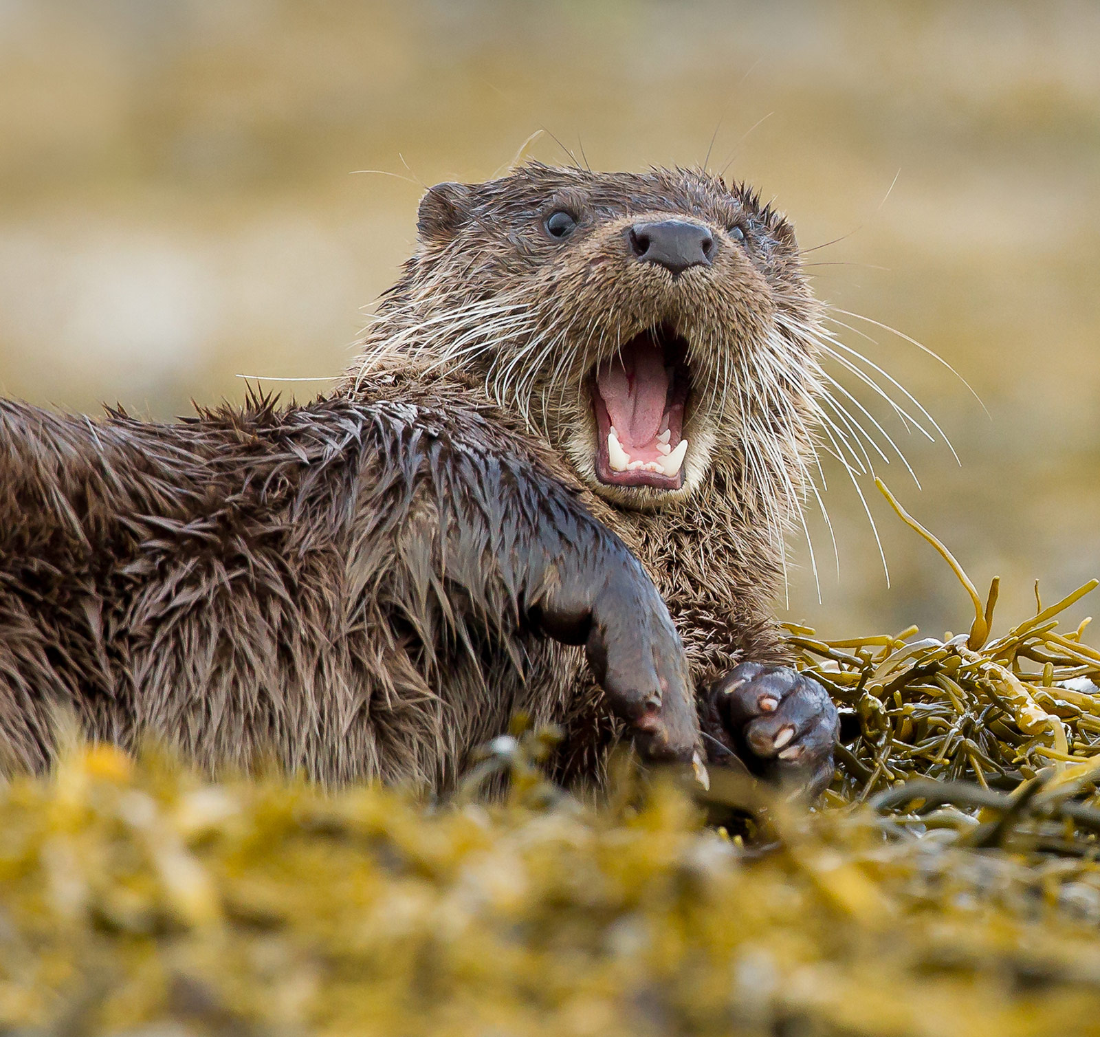 Discount rates: A boring thing you should know about (with otters!) | Grist