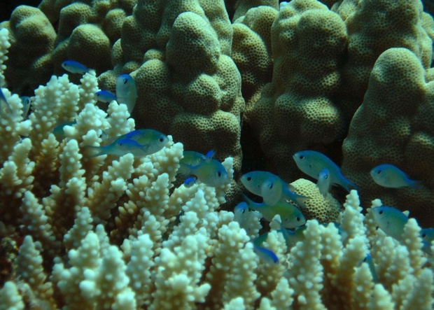 Ocean acidification could be creating friendless fish | Grist