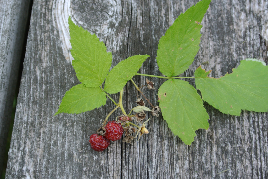 How to forage for wild berries | Grist