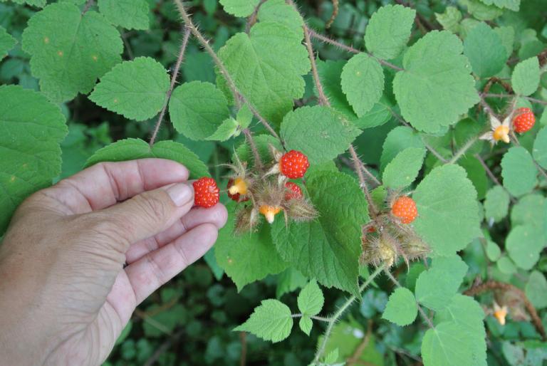 How to forage for wild berries | Grist