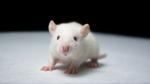 Retracted Roundup-fed rat research republished | Grist