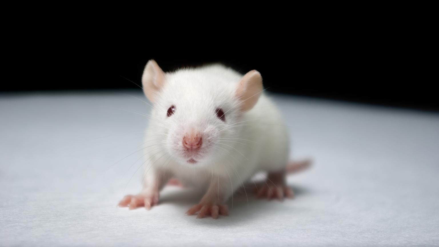 Retracted Roundup-fed rat research republished | Grist