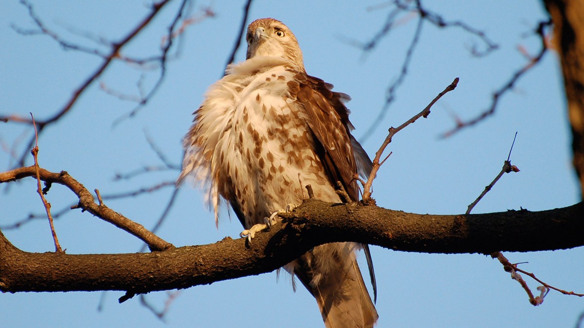 Red Tailed Hawk Eating Mouse