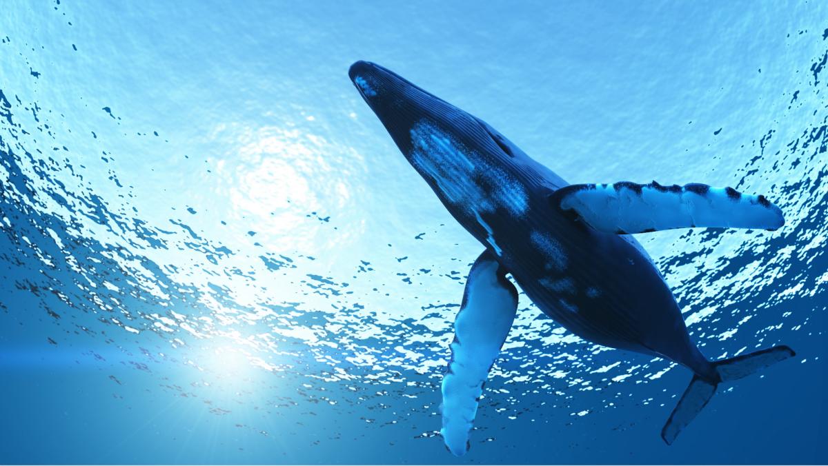 Now you can listen to the world's largest collection of whale sounds ...