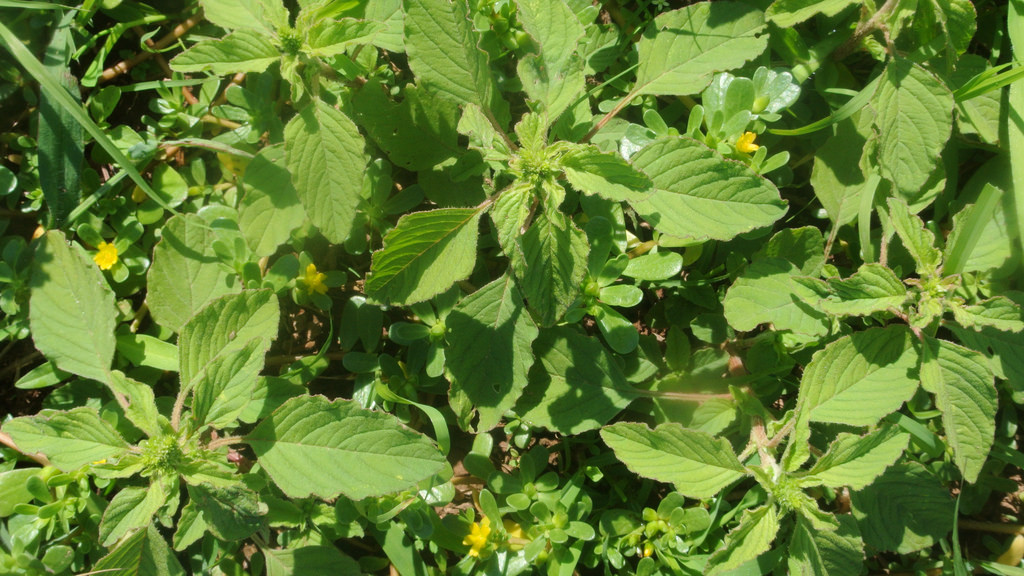 Amaranth isn't just another weed -- here's how to cook this prolific ...