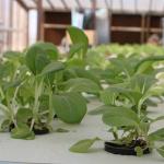 Why Arizona is doing low-resource farming right | Grist