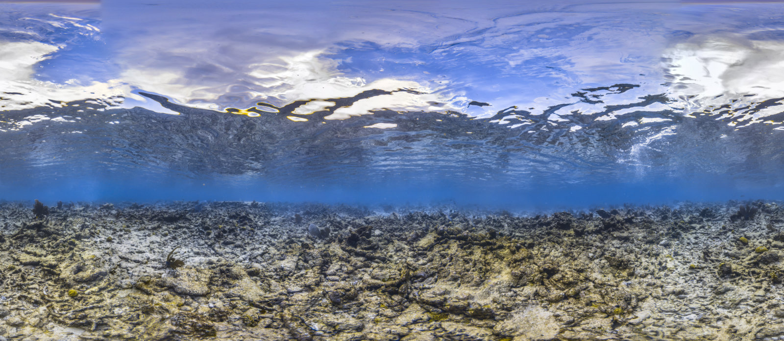 Google Street View brings the world's coral reefs to you | Grist