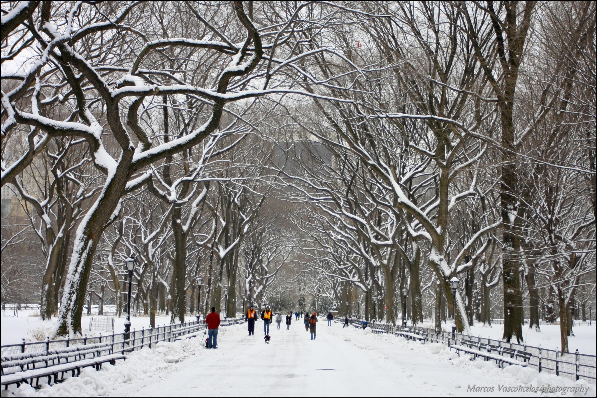 A million trees grow in Brooklyn | Grist