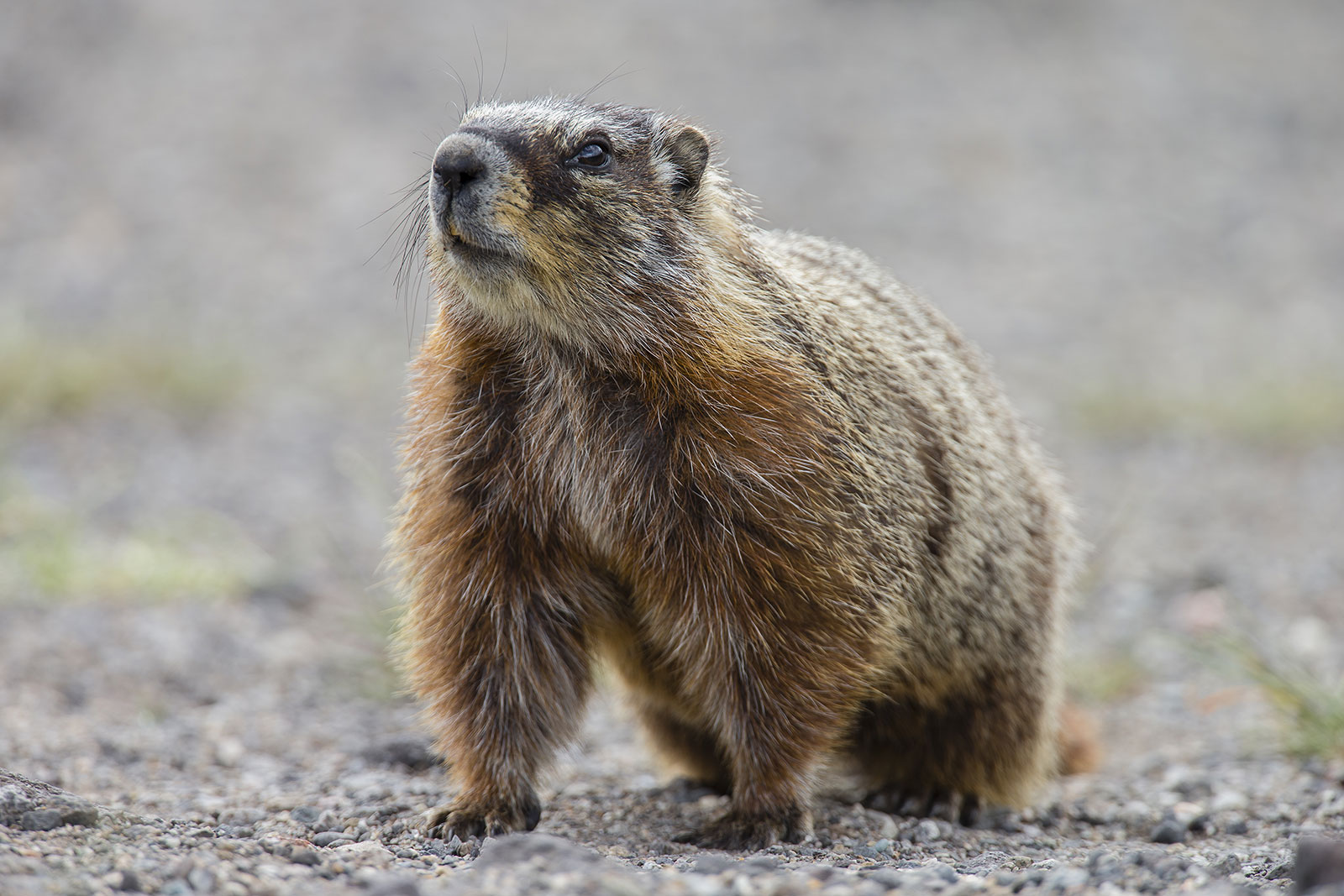 Tired of the climate change guilt? Blame this lil' guy instead | Grist