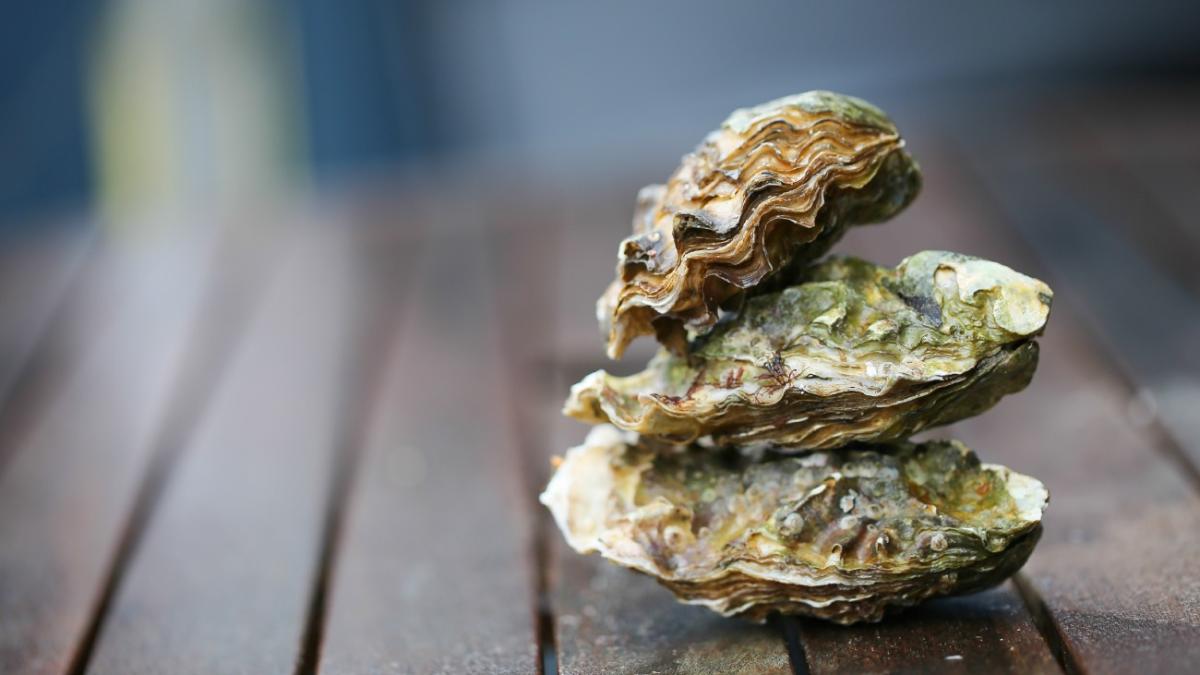 This map shows where your state's oysters are in trouble | Grist