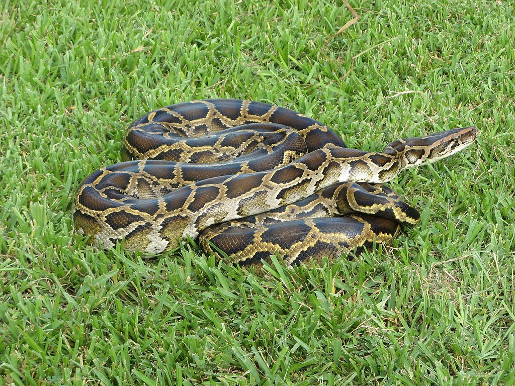 Meet the invasives: Burmese python will eat your cat, won't apologize ...