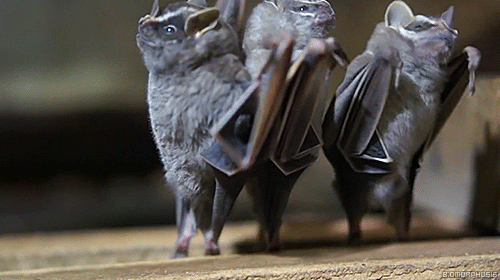 Scientists say we need a huge bird and bat preserve in the sky | Grist