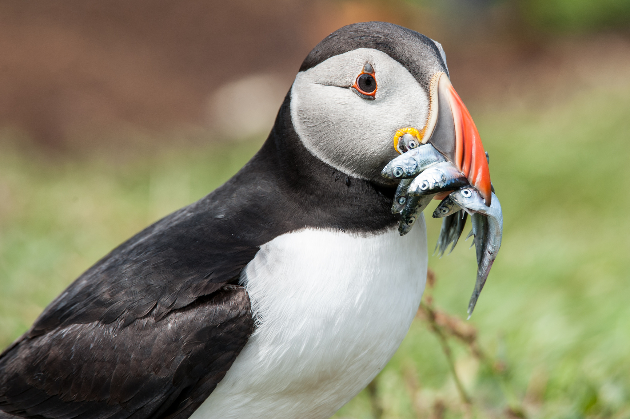 Time to awaken your primal desire to hang out with a puffin | Grist
