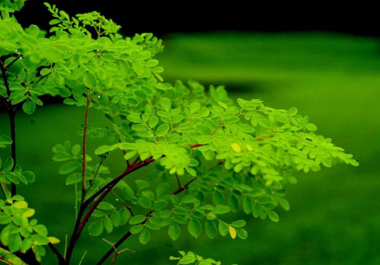 Meet moringa, the (latest) world's most amazing superfood | Grist
