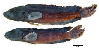 This snail-eating fish was named after the Obamas | Grist