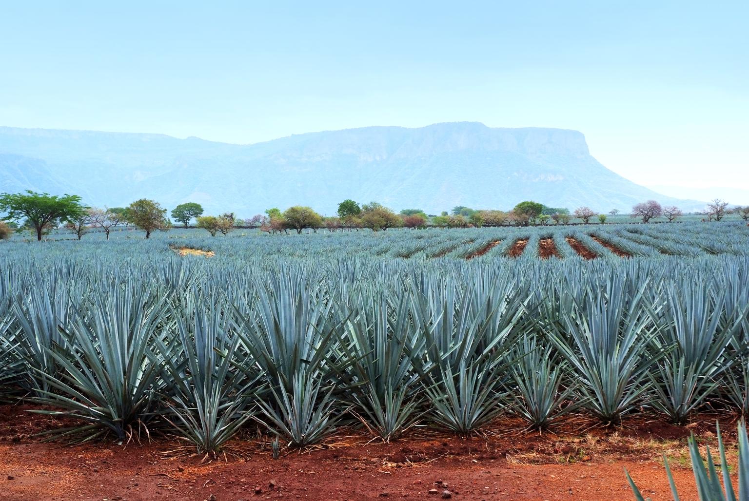 Agave, the plant that gets you drunk off tequila, could also help ...