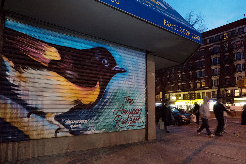 Murals in Harlem show birds like you’ve never seen them before | Grist