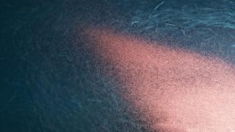 Climate change is killing the unsung heroes of the oceans: Krill | Grist