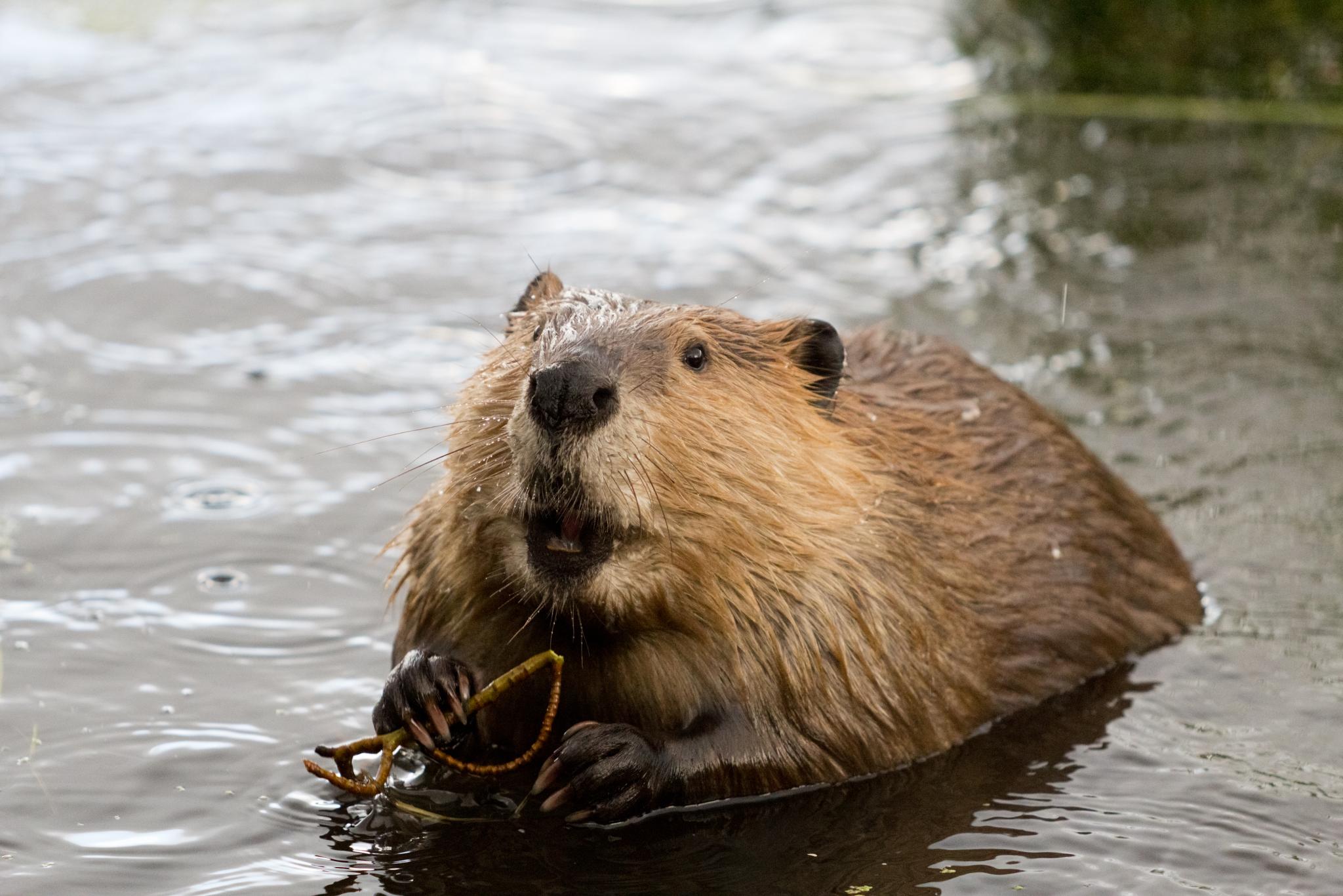 Beavers are good for streams. Now watch found footage of beavers ...