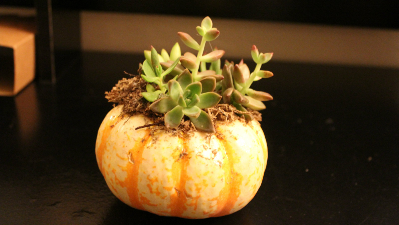 Here's how to cook and eat your leftover decorative gourds | Grist