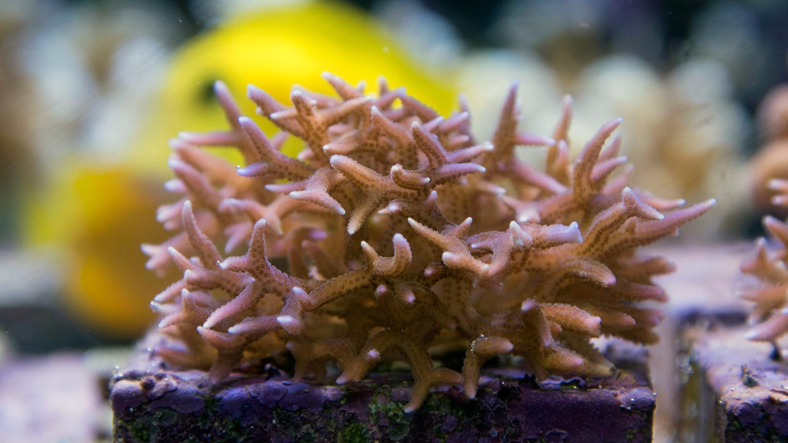 Can "assisted evolution" protect corals from climate change? | Grist