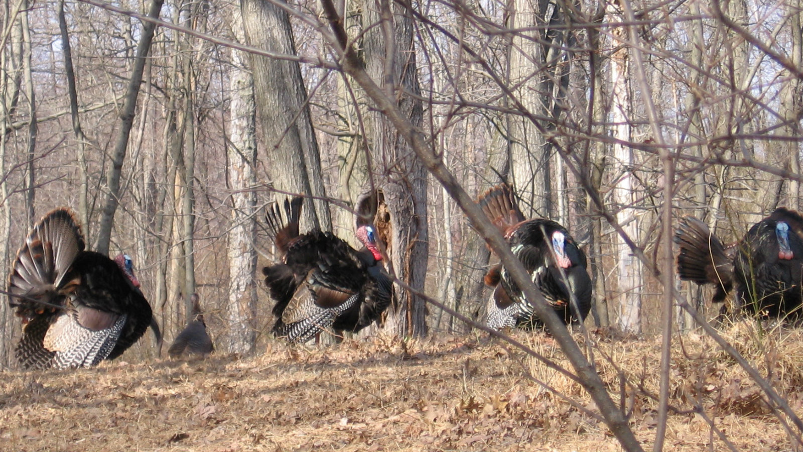 Wild turkeys are tough birds. Here's why you should hunt and cook them ...
