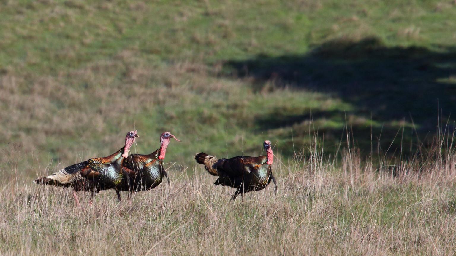 Wild turkeys are tough birds. Here's why you should hunt and cook them ...