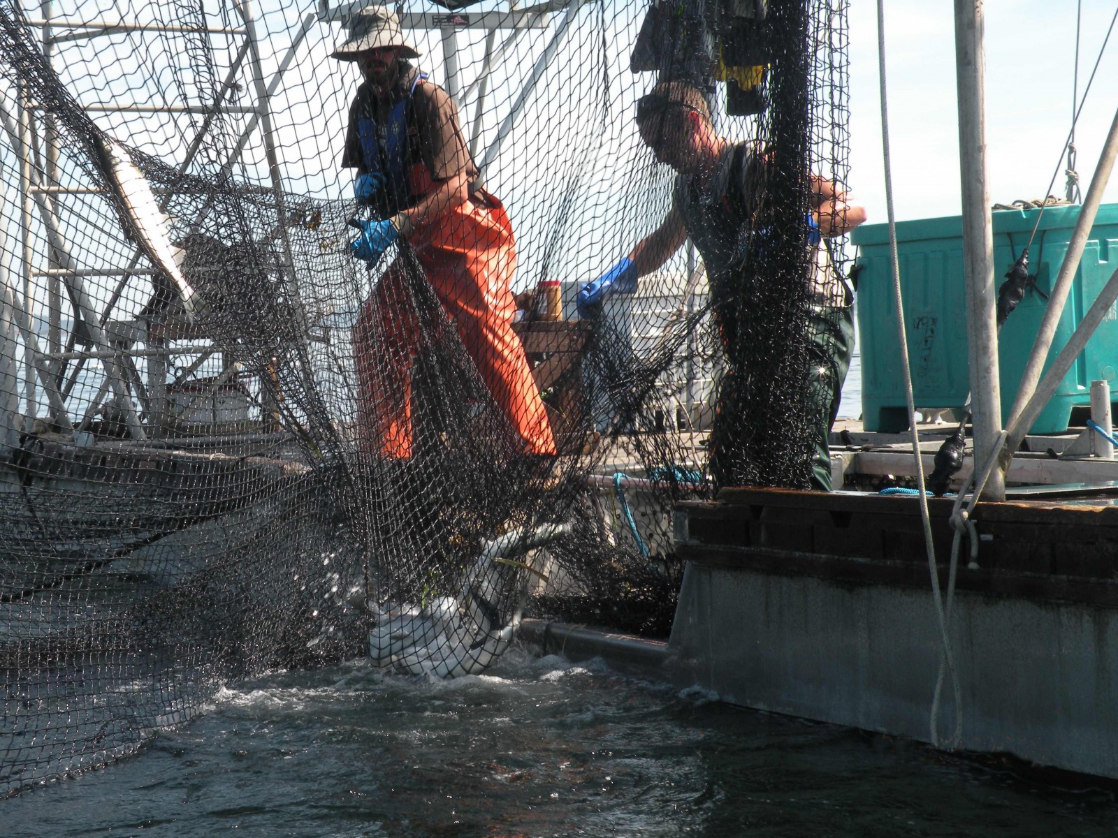 A look at sockeye salmon, Native American nets, and a modern fishery ...