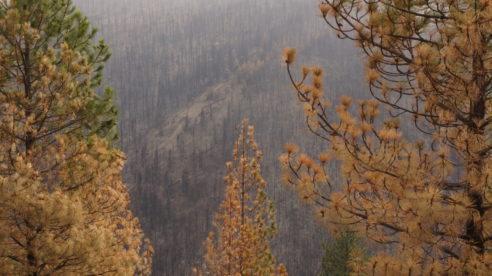 We just had a record-breaking wildfire season. Is that climate change ...