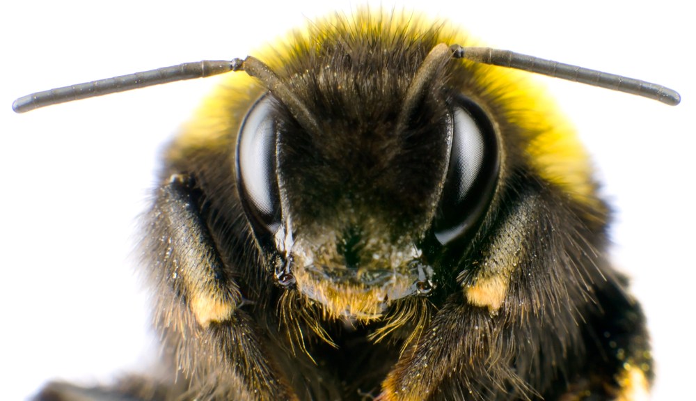 This honeybee dismembers its enemies and leaves them for dead | Grist
