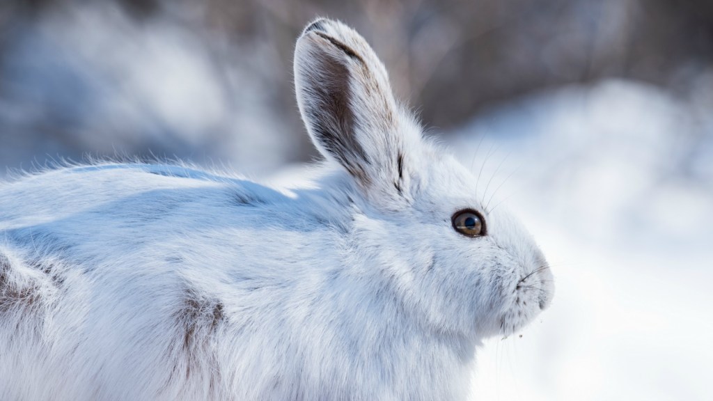 Hare today, food tomorrow: Snowshoe hares face climate change | Grist