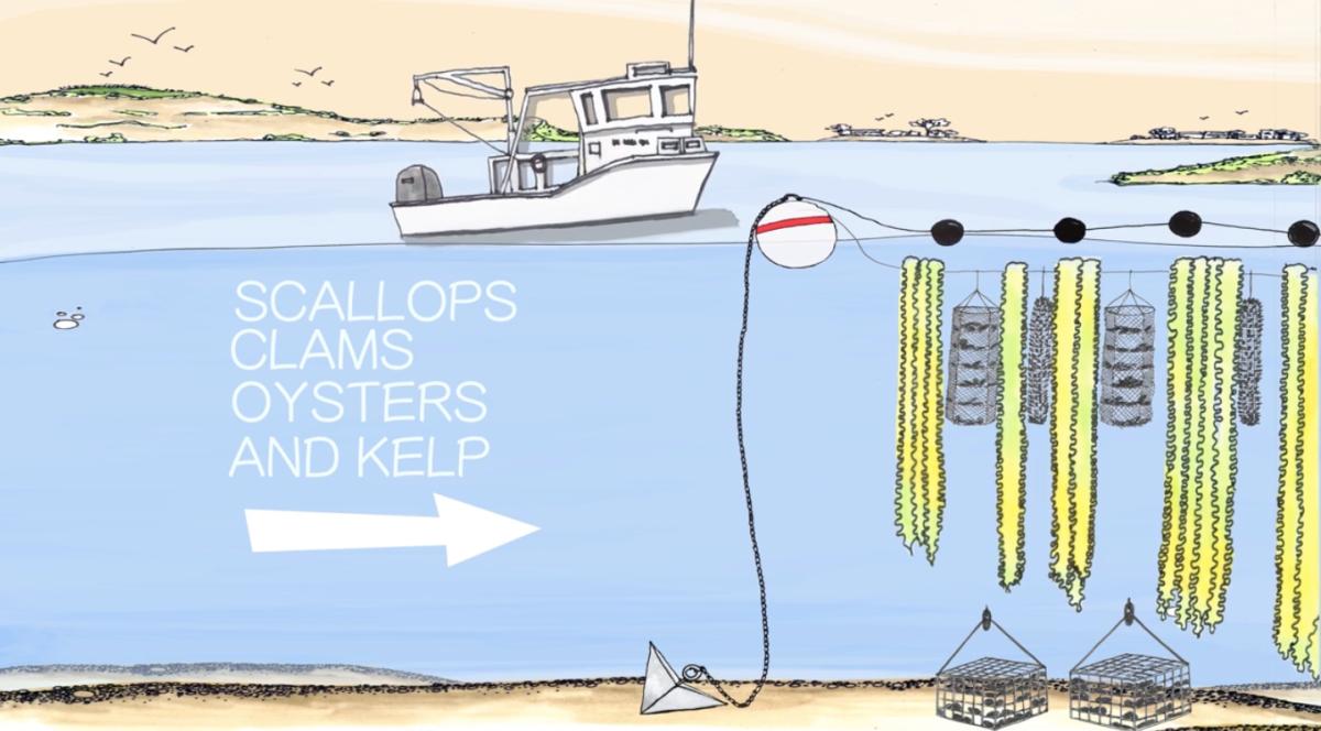 This "ocean farmer" could make you hopeful about the future of the sea ...