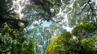 NASA to 3D map the world's forests using space lasers | Grist