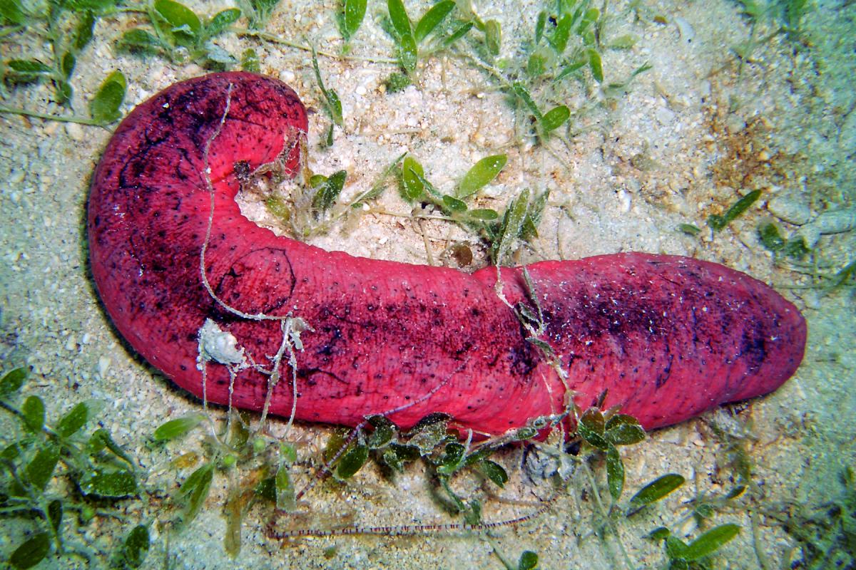 These sea cucumbers vacuum up the ocean's trash -- and they're in ...