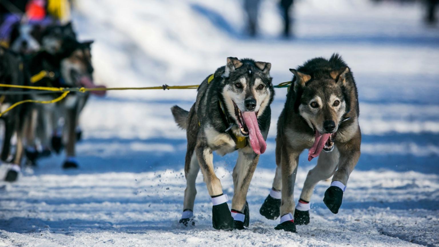 Anchorage is so warm this year it has to import snow for the Iditarod ...